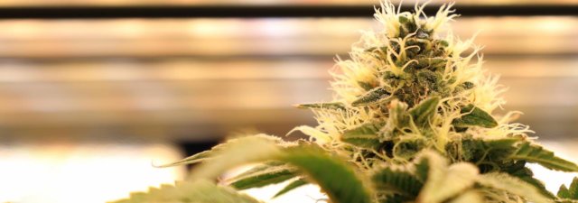 what-is-plant-tissue-culture-in-cannabis-growing